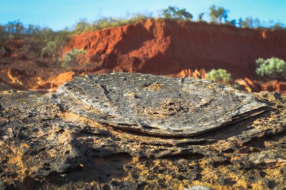 The Forest That Turned to Stone: Fossilized Wood and Ancient Clues in ...