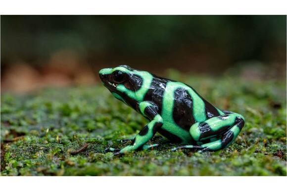 The Tiny but Lethal Golden Poison Dart Frog - NewsBreak