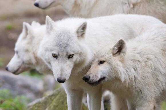 Why Some Wolves Are Now Fishing in Alaska - NewsBreak