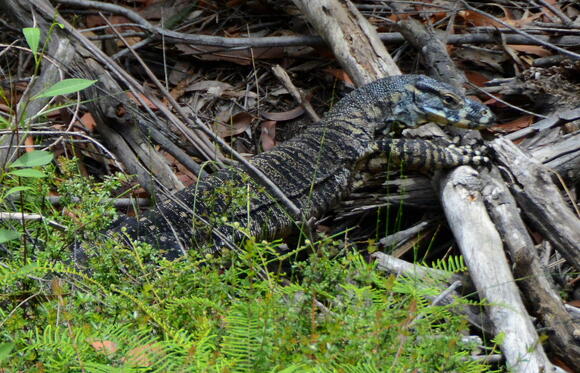 Why Monitor Lizards Are Singapore’s Most Unexpected Pool Guests - NewsBreak
