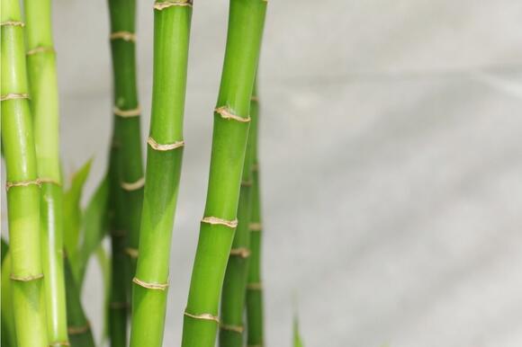 Some Homeowners Are Growing Dense Bamboo Walls for Privacy, And ...