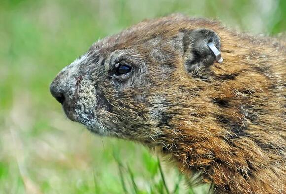 The US States With the Most Groundhogs - NewsBreak
