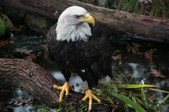 How Bald Eagle Chicks Survive Their First Year - NewsBreak