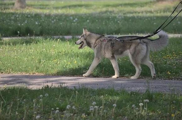 Animals and Wildlife in Cities - NewsBreak