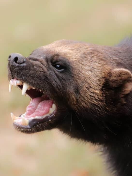 Animal Comparison: Nile Crocodile vs Wolverine - NewsBreak