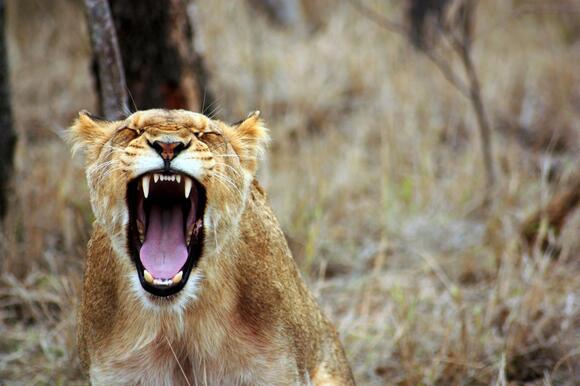 The Role of Big Cats in Balancing Their Ecosystems - NewsBreak