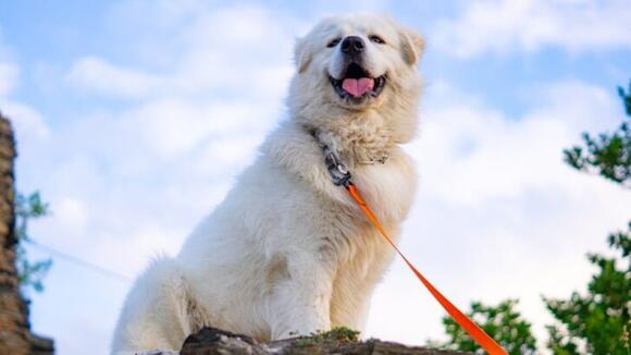 14 Guardian Dog Breeds That Can Scare Off Leopards - NewsBreak
