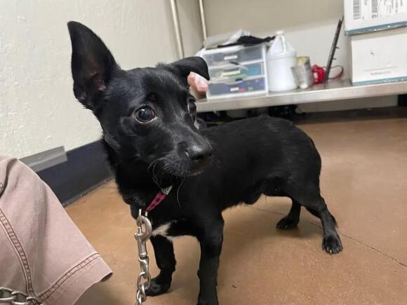 🐶 Playful Pups & Sweet Young Dogs Ready for Adoption in Chico - NewsBreak