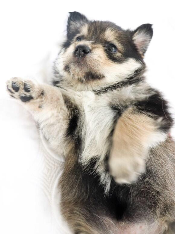 🐶 Playful Puppies & a Gentle Whippet Mix Ready for Adoption in Saint ...
