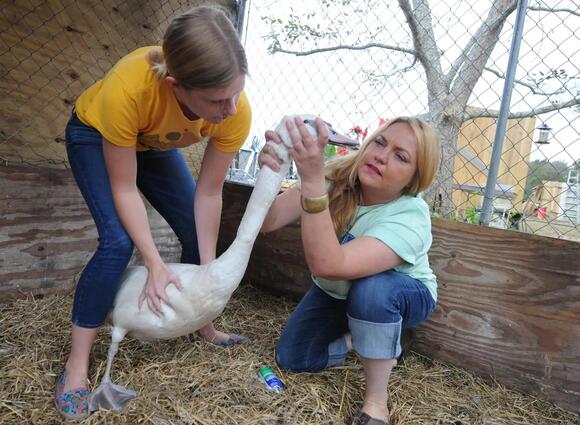Annoyed by geese in Wilmington? Experts say what, and what not, to do ...