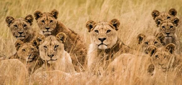 Lion Pride On A Walk – Can You Count Them? - NewsBreak