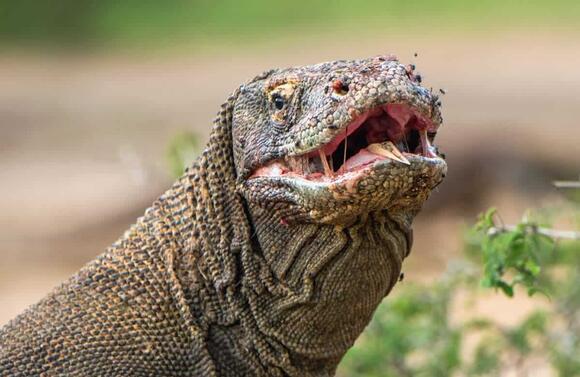 The Incredible Bite of a Komodo Dragon: Venom, Bacteria, and Sheer ...