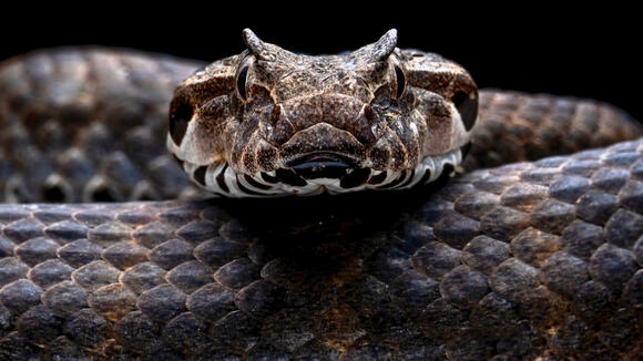 20 snakes ranked by real-world danger level - NewsBreak