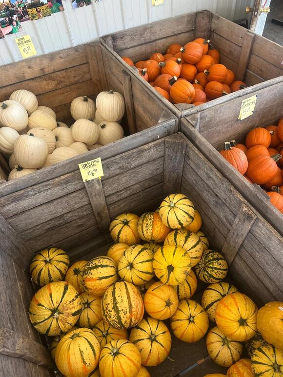 Apple vs. Pumpkin: The Ultimate Fall Flavor Showdown - NewsBreak