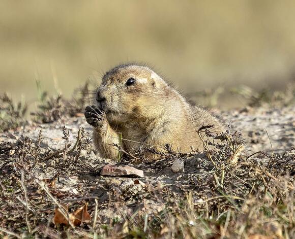 21 Animals That Call Badlands National Park Home - NewsBreak