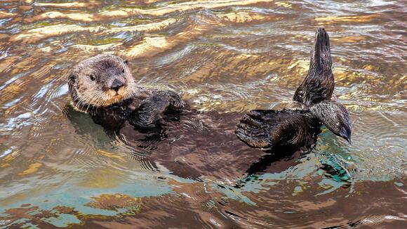 Sea Otter Awareness Week events planned in Morro Bay - NewsBreak