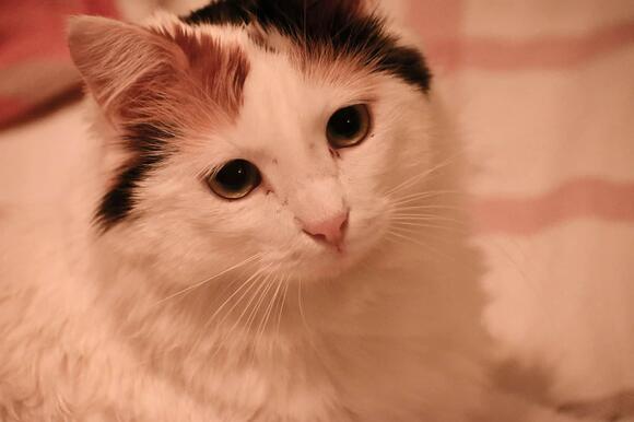 The 12 Most Adventurous Cat Breeds That Love the Outdoors - NewsBreak