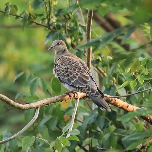 Conservationists Race to Save England’s Last Turtle Doves - NewsBreak