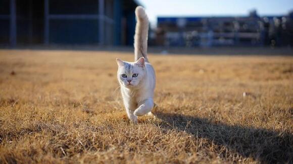 9 Unexpected Benefits of Allowing Your Cat to Explore Outdoors Safely ...