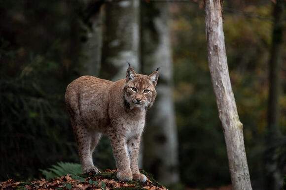 Wild Lynx Spotted for the First Time in a Century - NewsBreak