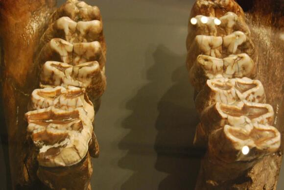 The Ancient Child Who Changed Everything Scientists Thought They Knew ...