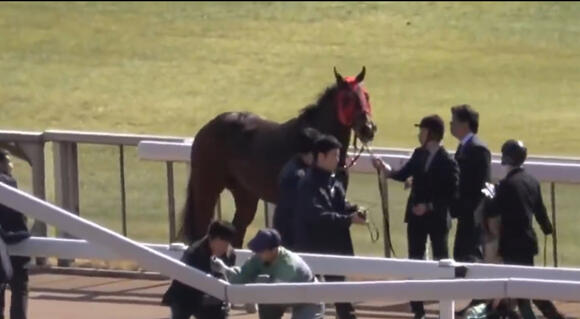 Japanese Jockey Never Left Injured Horse’s Side In Emotional Moment At ...