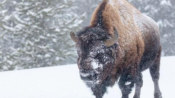 Which Bison Personality Matches Your Work Ethic? - NewsBreak