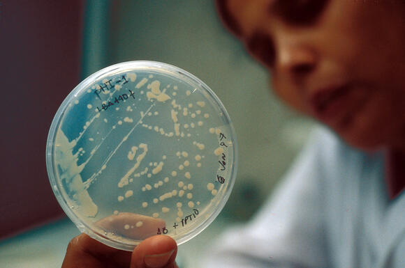 Can We Grow Brains in Labs? The Ethics of Mini-Minds in Petri Dishes ...