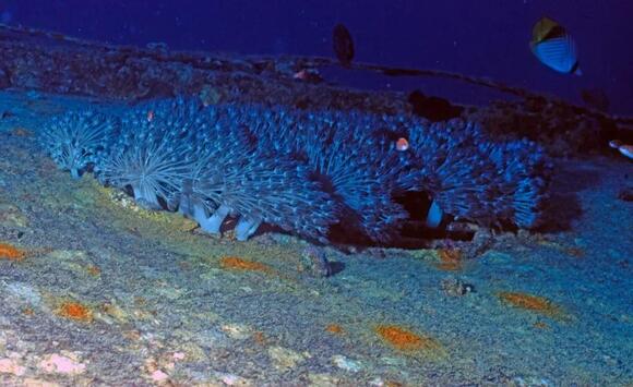 The Coelacanth: A Living Fossil That Defied Extinction for Millions of ...