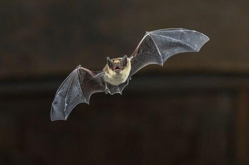 Mid-June Marks Peak Bat Activity As They Hunt Mosquitoes And Moths ...