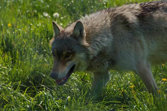 8 Fascinating Facts About the Elusive Red Wolf, America’s Most ...