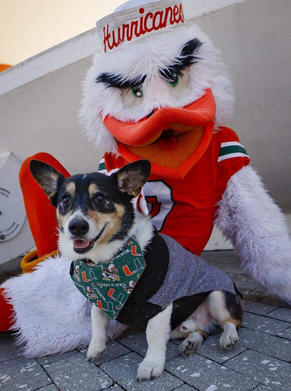 These Miami fans are ready. See what they did on the UM campus - NewsBreak