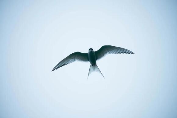 What Bird Matches Your Zodiac Sign’s Freedom Style - NewsBreak