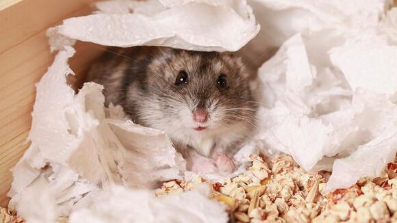 Don't Toss That Fuzz! 11 Genius Ways to Repurpose Dryer Lint - NewsBreak