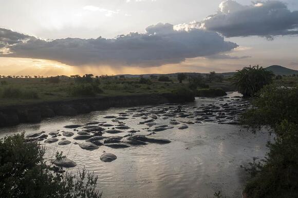 Male vs. Female Hippos: 6 Key Differences - NewsBreak