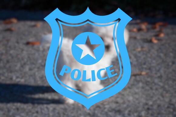 Blue Friday: Dog down the drain? Wall police to the rescue - NewsBreak