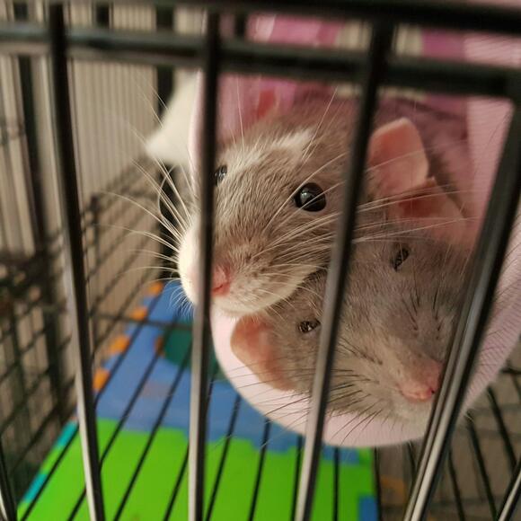 How Rats Laugh When Tickled — And Why They Might Be the Most Underrated ...