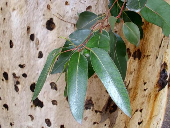 7 Scents That Spiders Hate - NewsBreak
