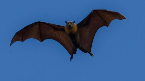 Rabid Bat Found in South Fremont Prompts Caution - NewsBreak