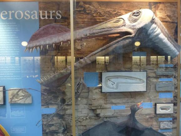 The Contribution of Dr Mary Anning in Paleontology How She Changed the ...