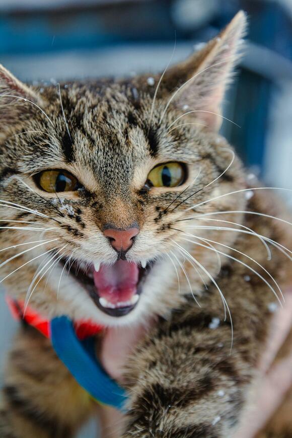 The Secret Science Behind a Cat’s Purr (And Why It’s Good for You Too ...