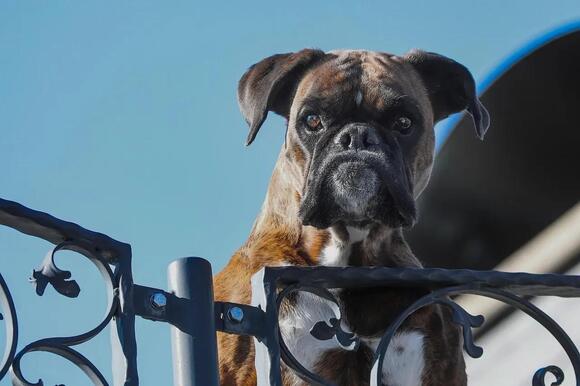 Canine Behavior Experts State: Dogs That Sleep Facing the Door Instead ...