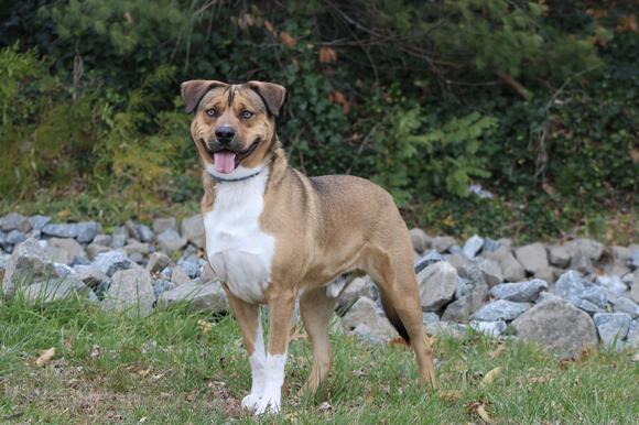 Milo the dog available for adoption at town shelter - NewsBreak