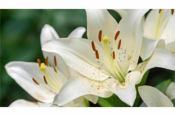 2024 Guide to the Perfect Flowers for Each Zodiac Sign - NewsBreak