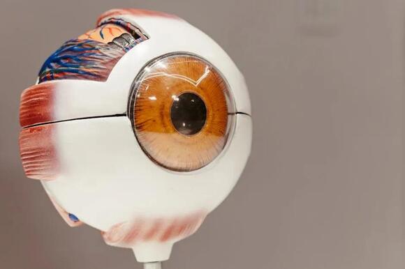 Living on Air: How the Cornea Survives Without a Direct Blood Supply ...