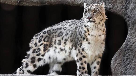 How the Snow Leopard Hunts Quietly in the Mountains - NewsBreak