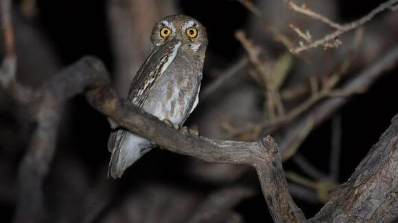 15 Owl Adaptations That Make Them Incredible Hunters - NewsBreak