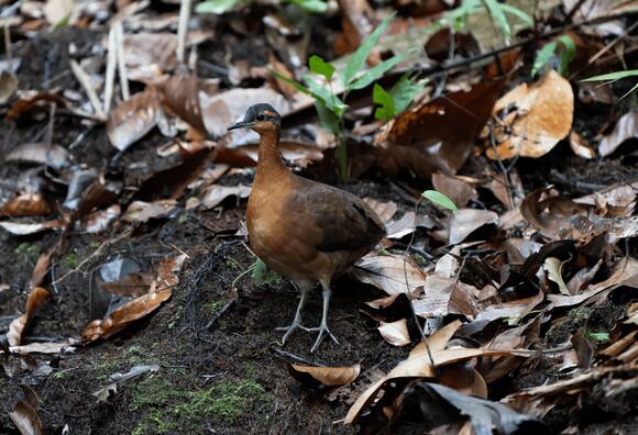 A Strange New Species Of Bird Has Worrying Similarities To The Doomed ...