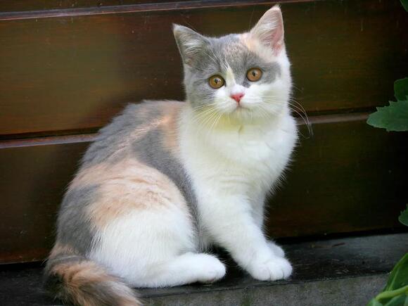 10 Cat Breeds Perfect for Minnesota Living: Complete Profiles - NewsBreak