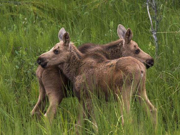 Why the Canadian Rockies Are the Best Place to Spot Moose - NewsBreak
